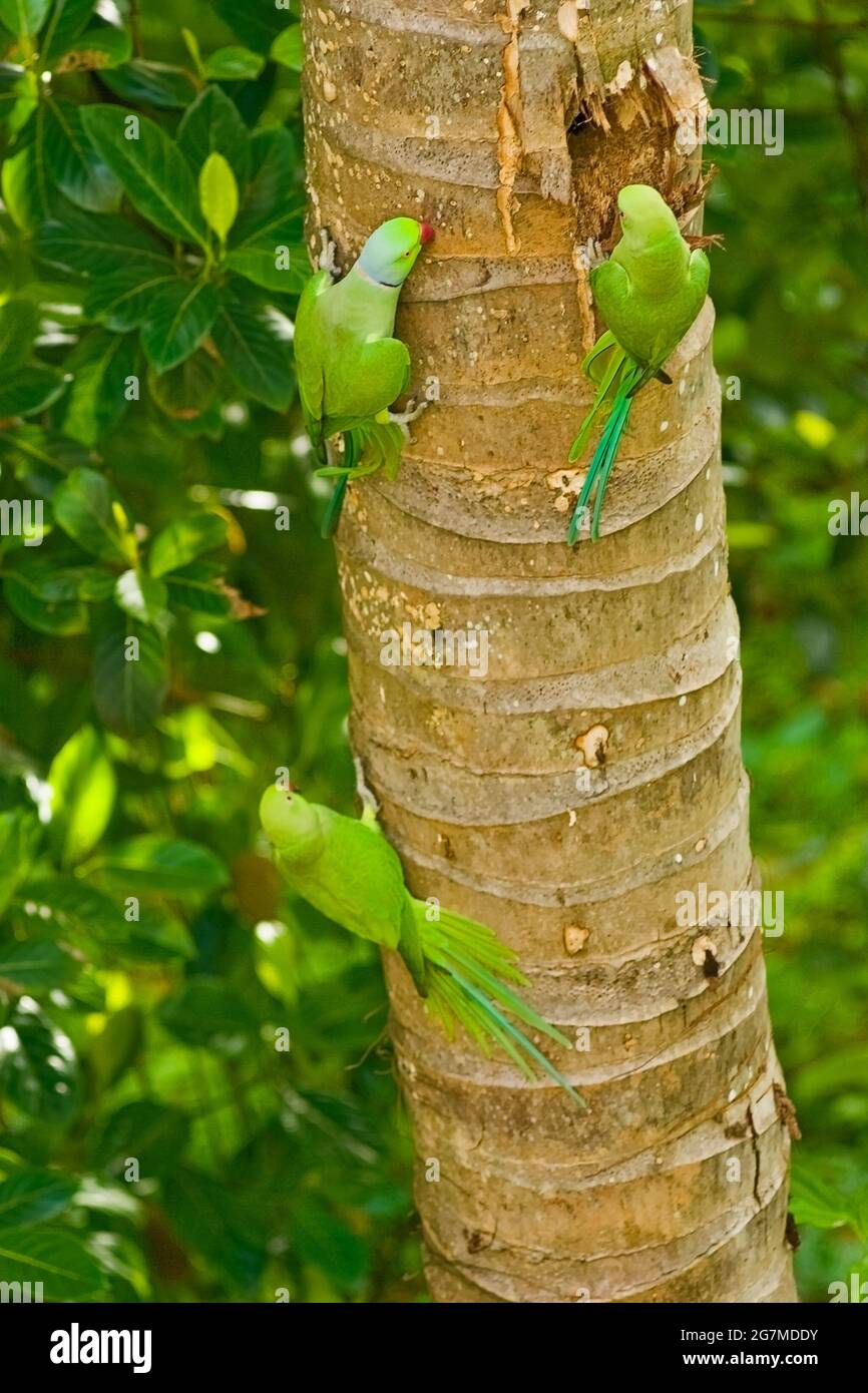 Vertical shot of green exotic parrots on a tree trunk - wildlife Stock ...