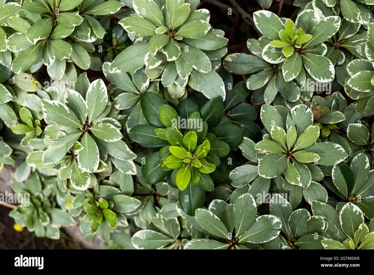 Japanese pittosporum hi-res stock photography and images - Alamy