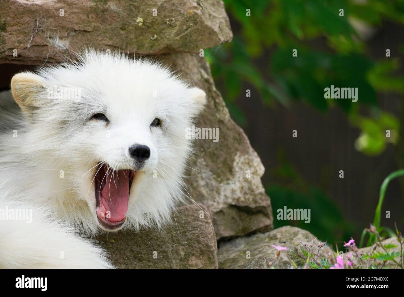 Fox teeth hi-res stock photography and images - Alamy