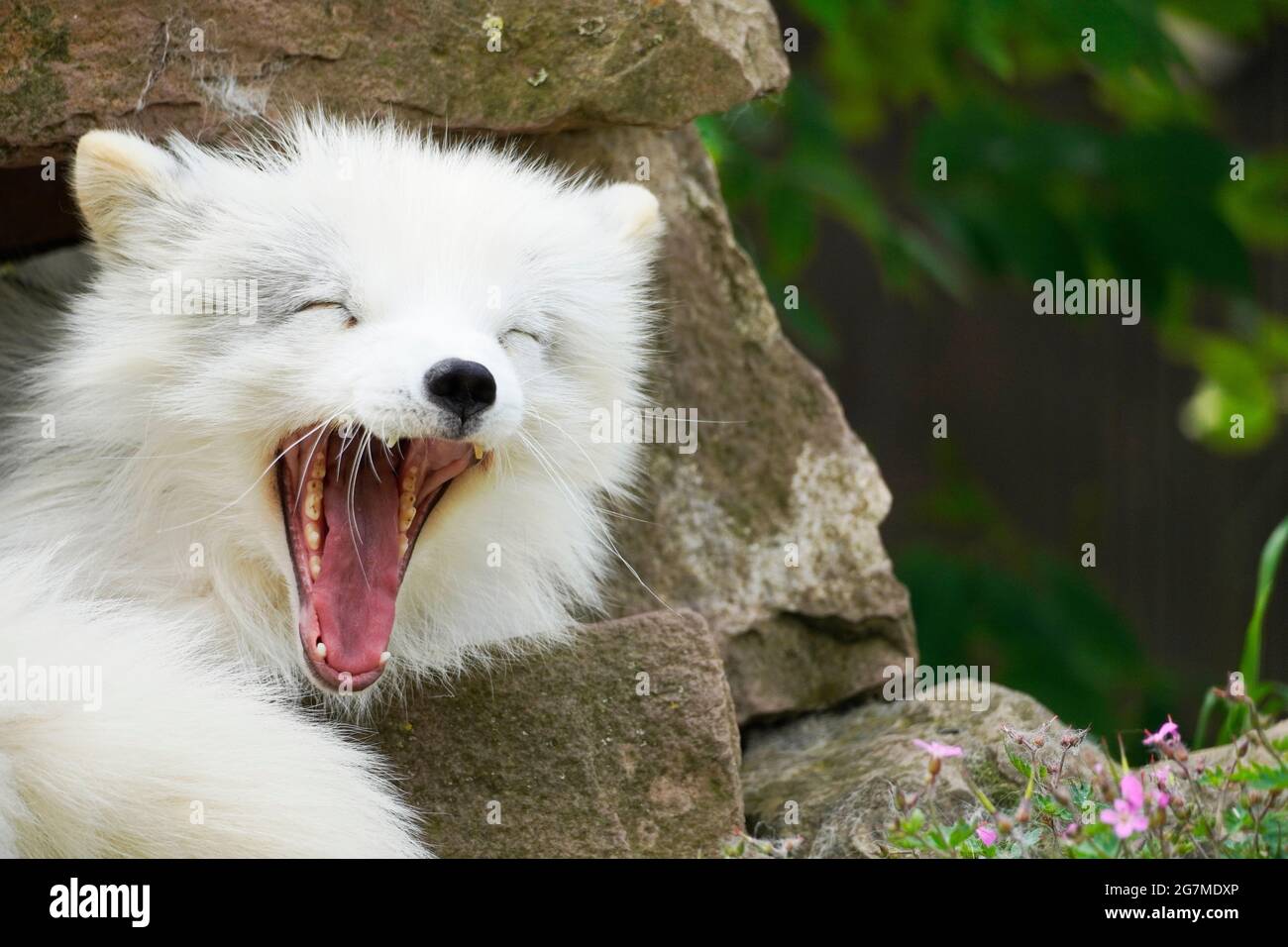 Portrait of an arctic fox. Yawning animal with white fur. Vulpes ...