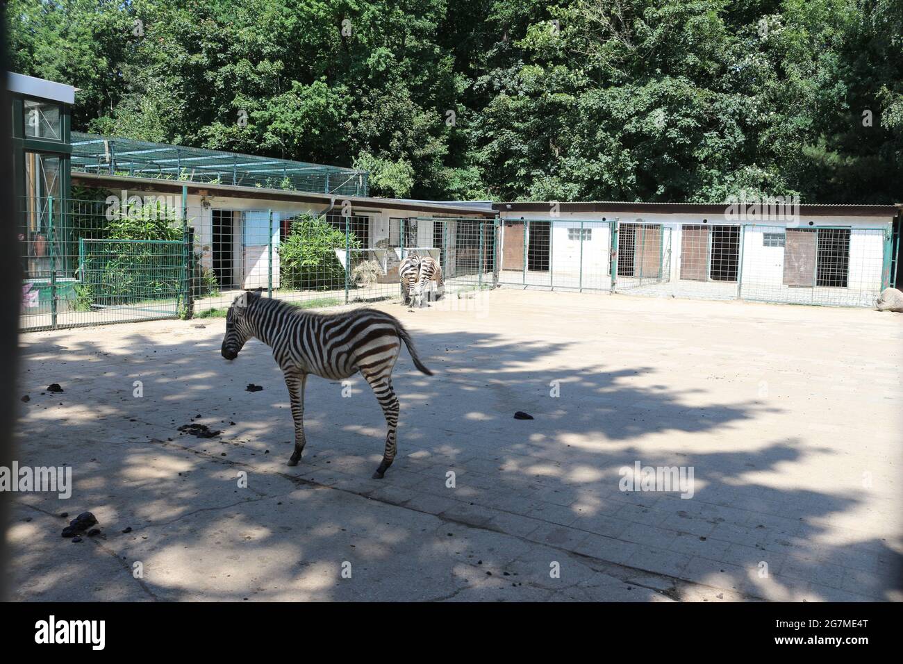 little zebra in a zoo Stock Photo - Alamy