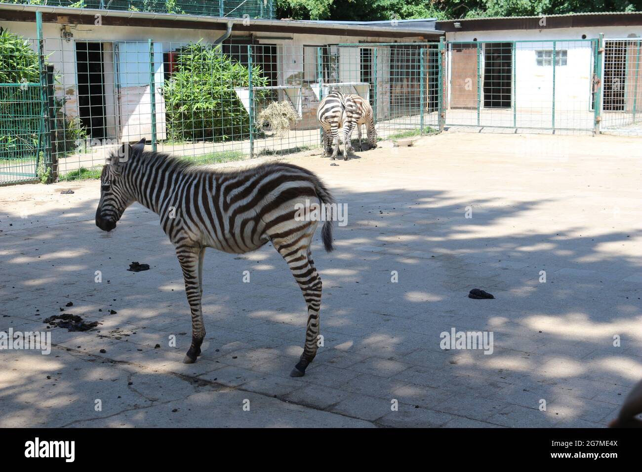 little zebra in a zoo Stock Photo - Alamy