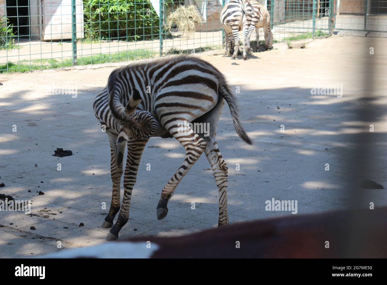 little zebra in a zoo Stock Photo - Alamy