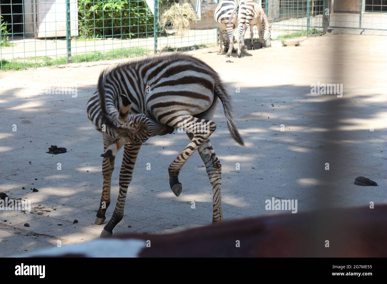 little zebra in a zoo Stock Photo - Alamy