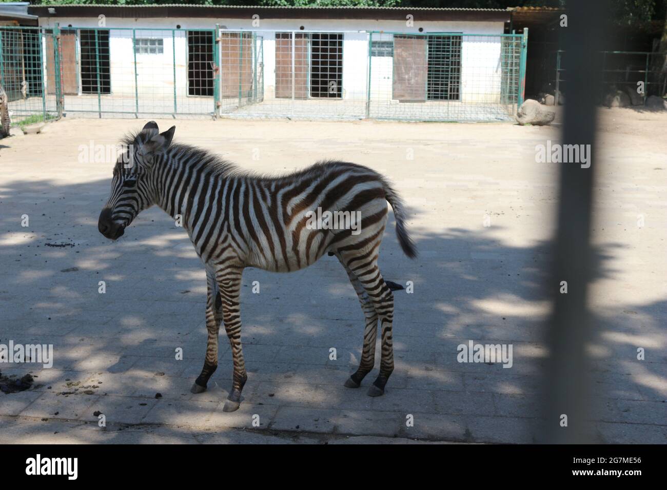 little zebra in a zoo Stock Photo - Alamy