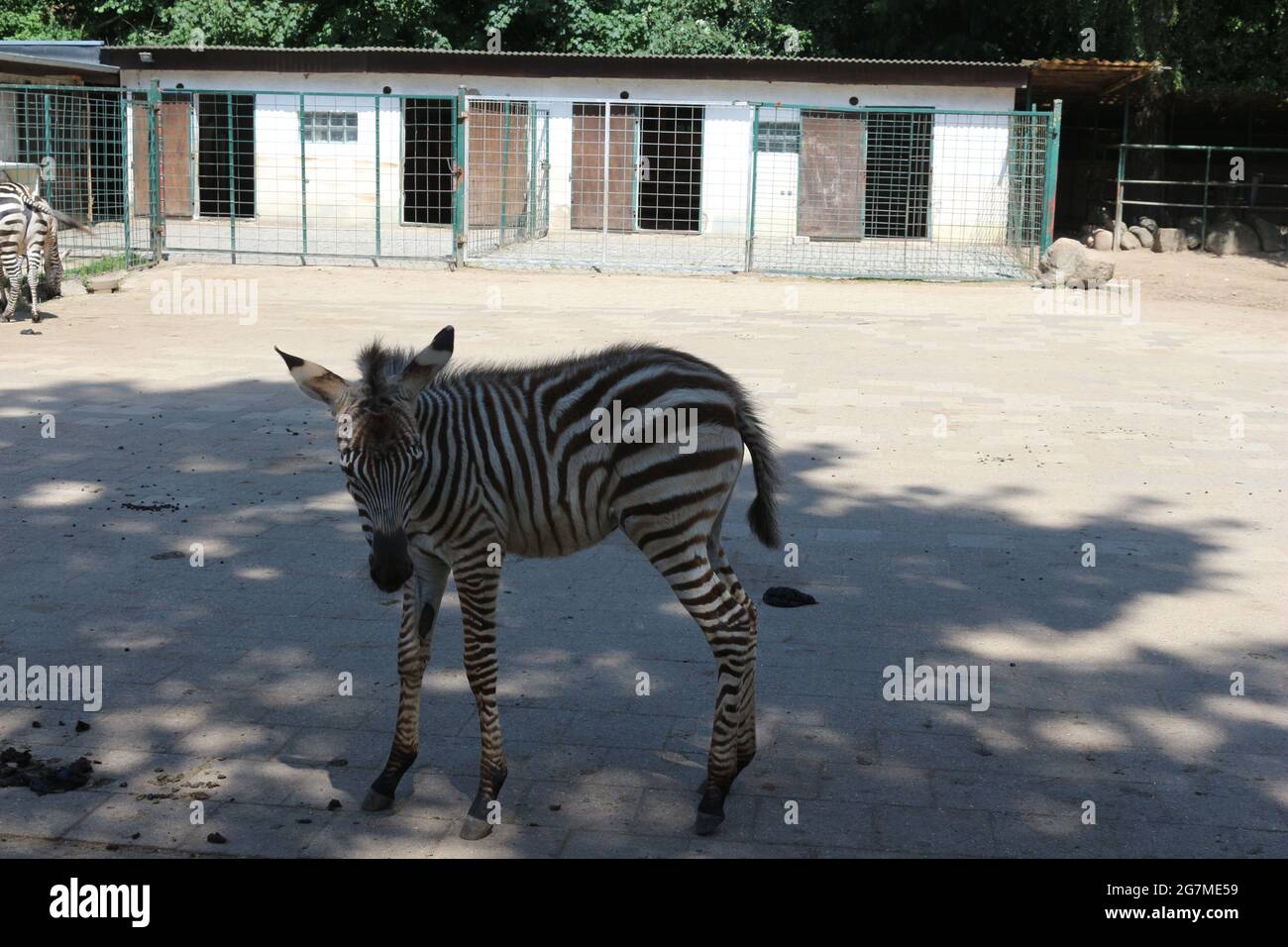 little zebra in a zoo Stock Photo - Alamy
