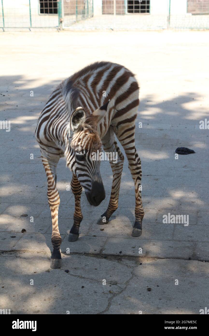 little zebra in a zoo Stock Photo - Alamy