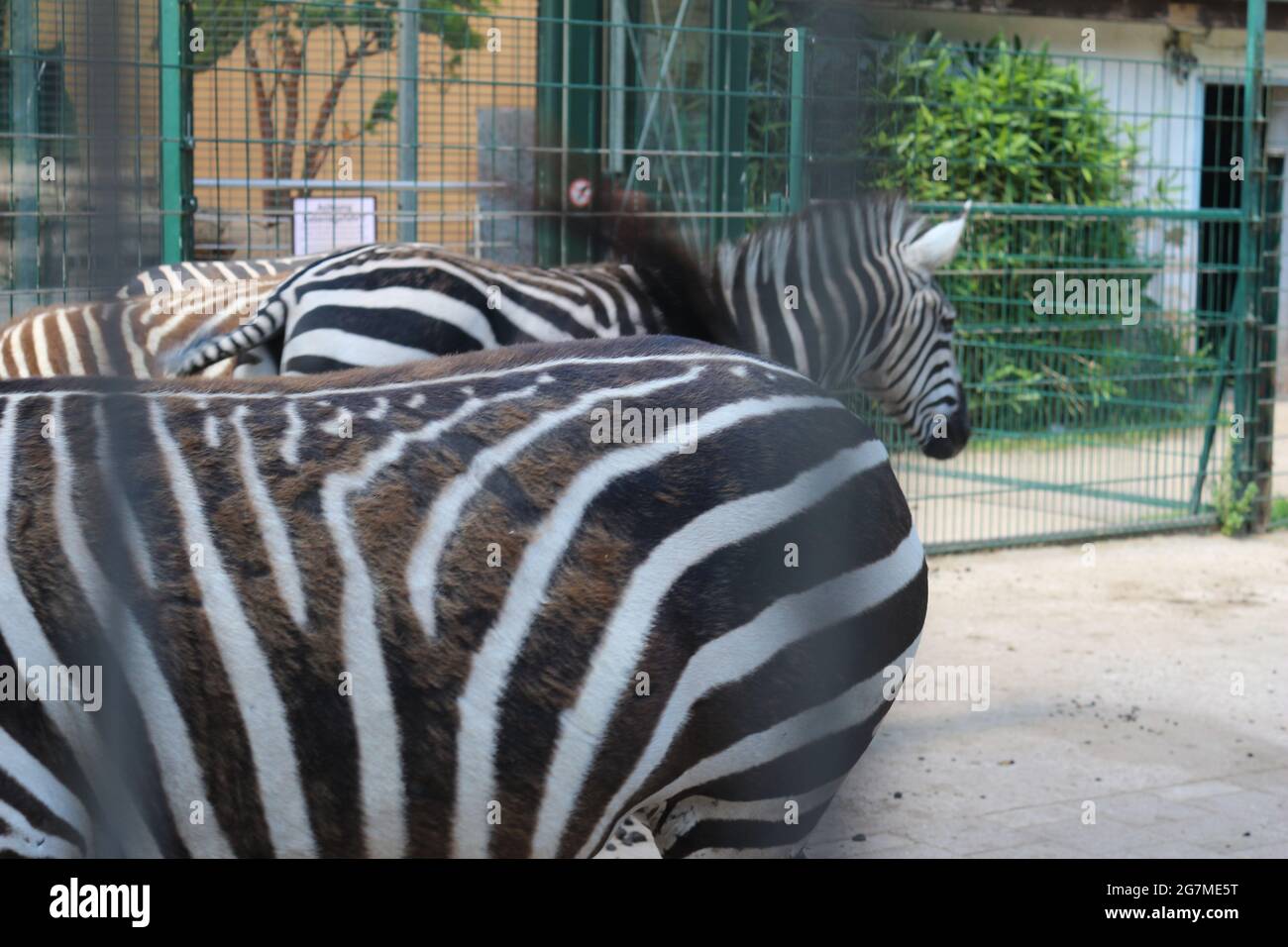 little zebra in a zoo Stock Photo - Alamy