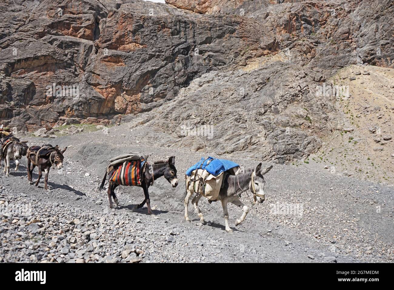Donkeys carrying load hi-res stock photography and images - Alamy