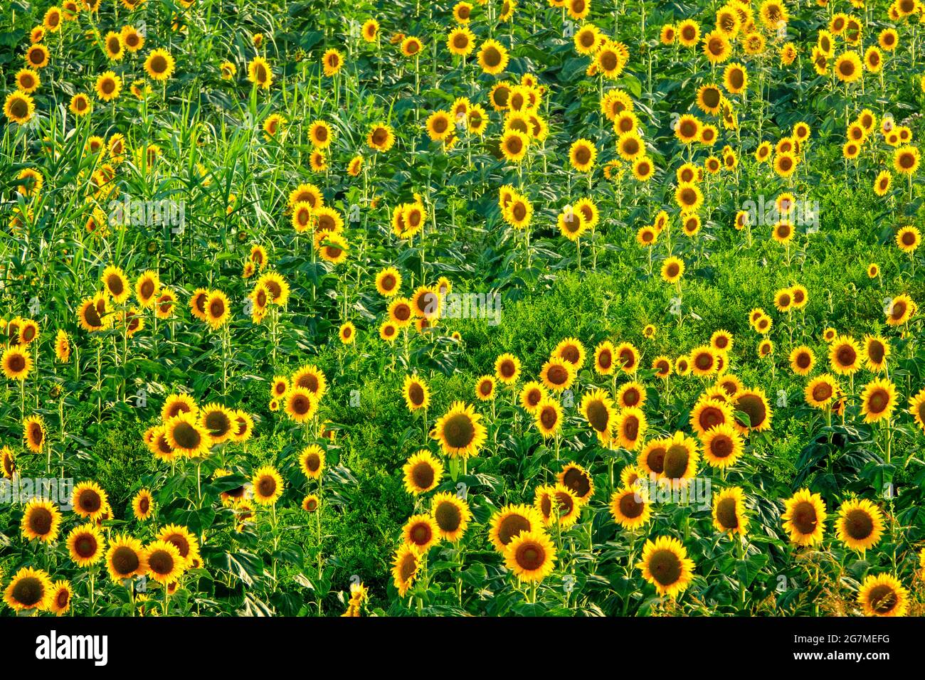 Helianthus annuus yellow common hi-res stock photography and images - Alamy