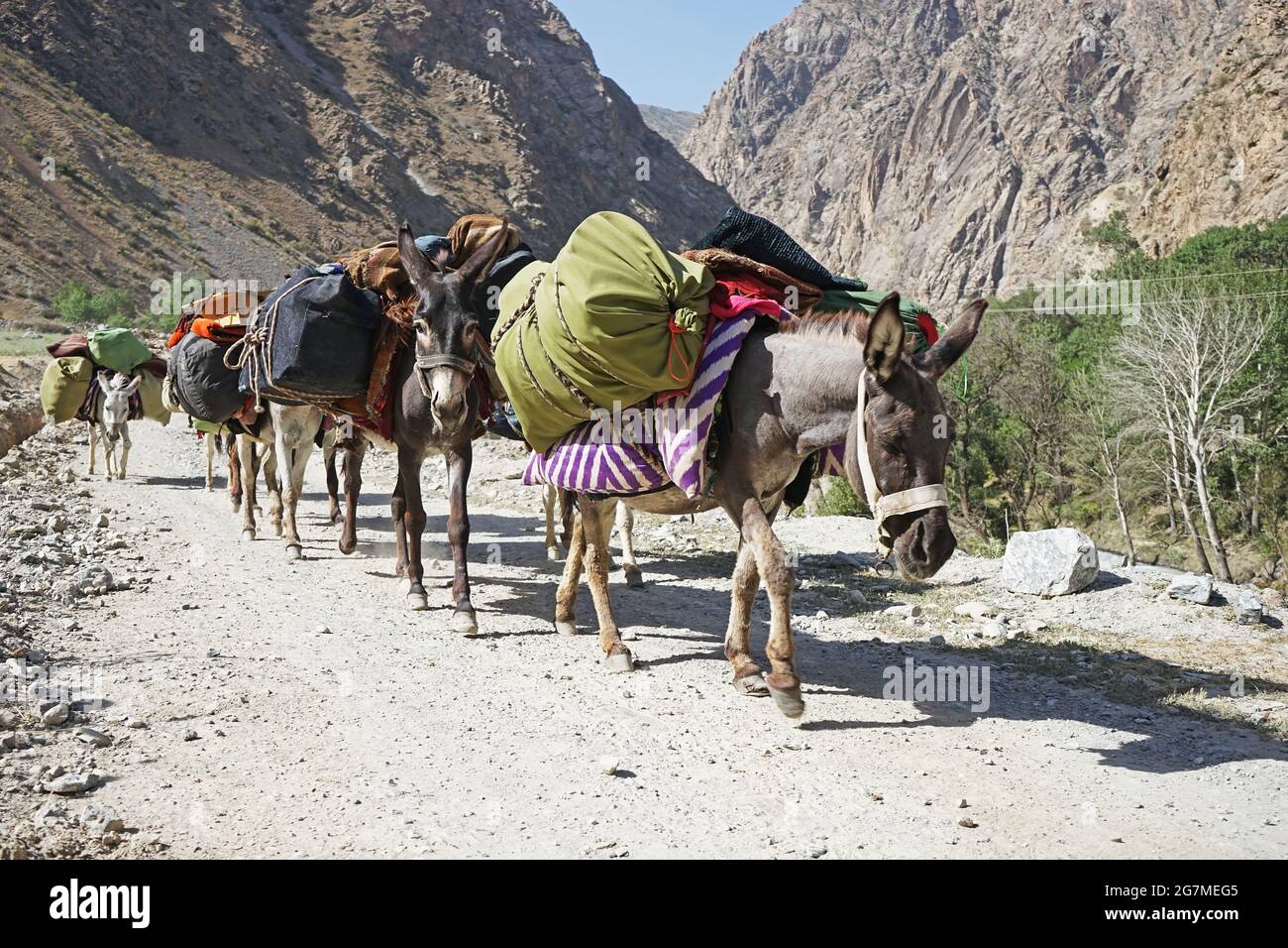 Donkeys carrying load hi-res stock photography and images - Alamy