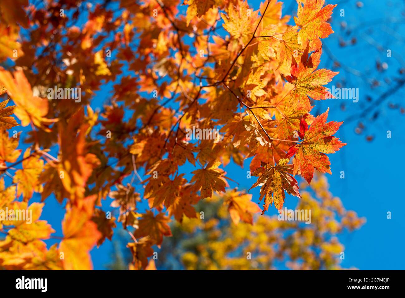 autumn leaves on sky background fall season Stock Photo - Alamy