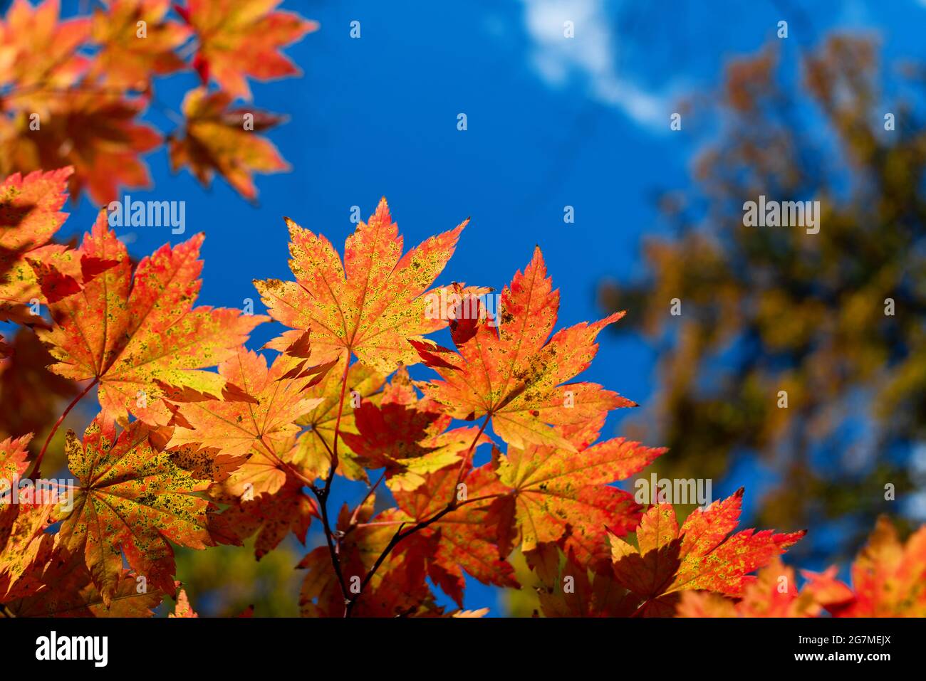 Autumn maple leaves in hi-res stock photography and images - Alamy