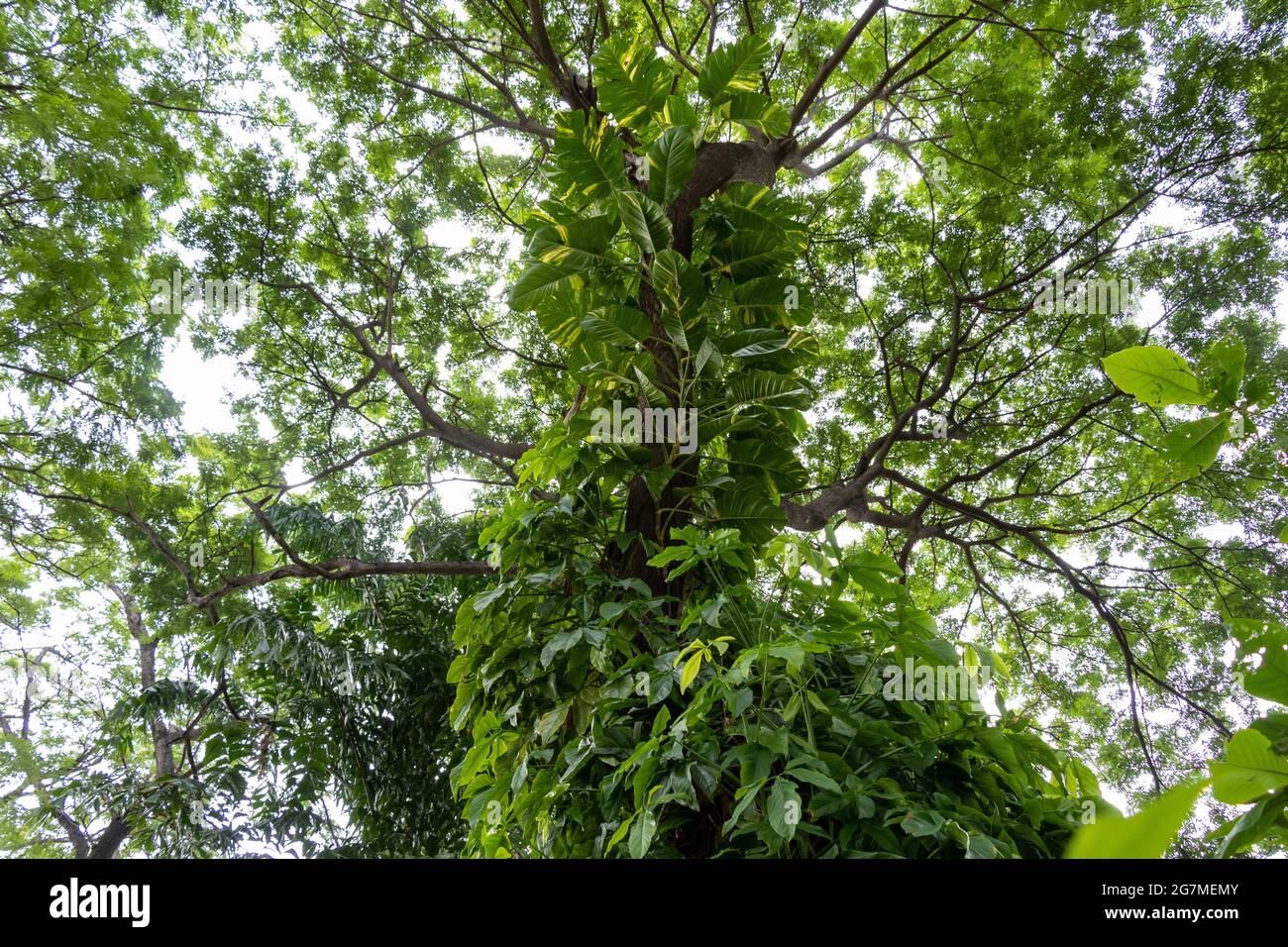 Around tree trunk hi-res stock photography and images - Alamy