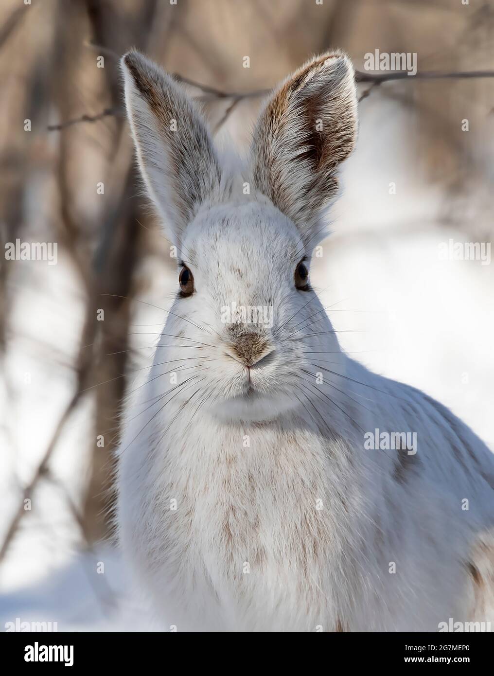 Snowshoe hare hopping hi-res stock photography and images - Alamy