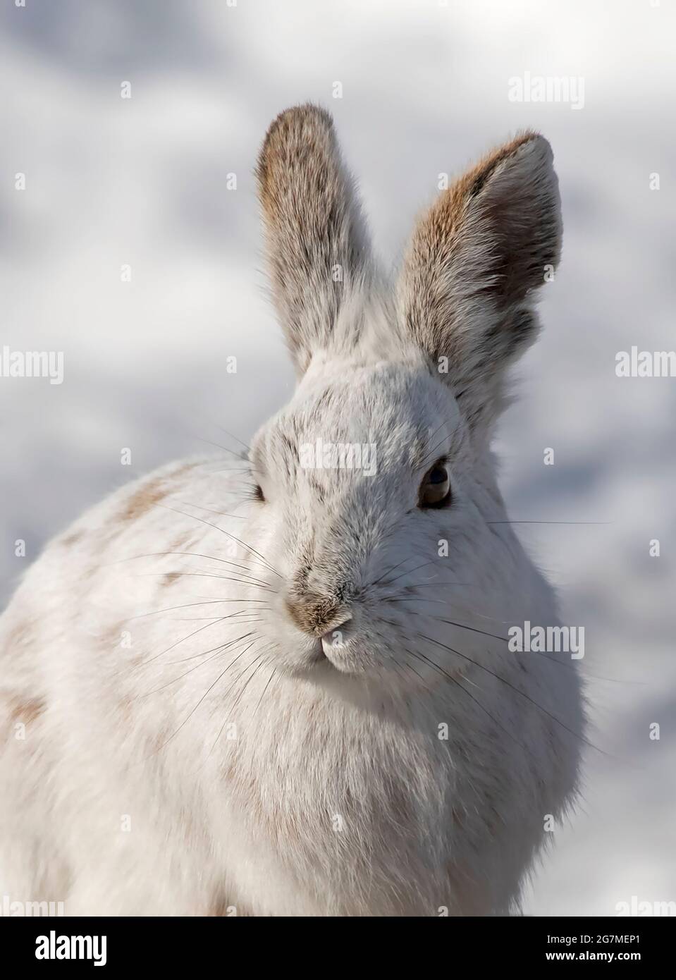 Snowshoe hare hopping hi-res stock photography and images - Alamy