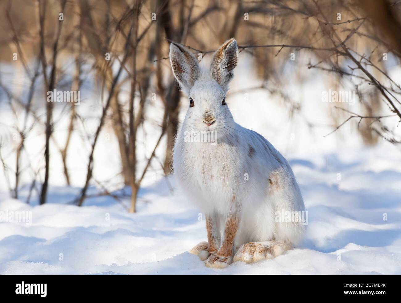 Snowshoe hare hopping hi-res stock photography and images - Alamy