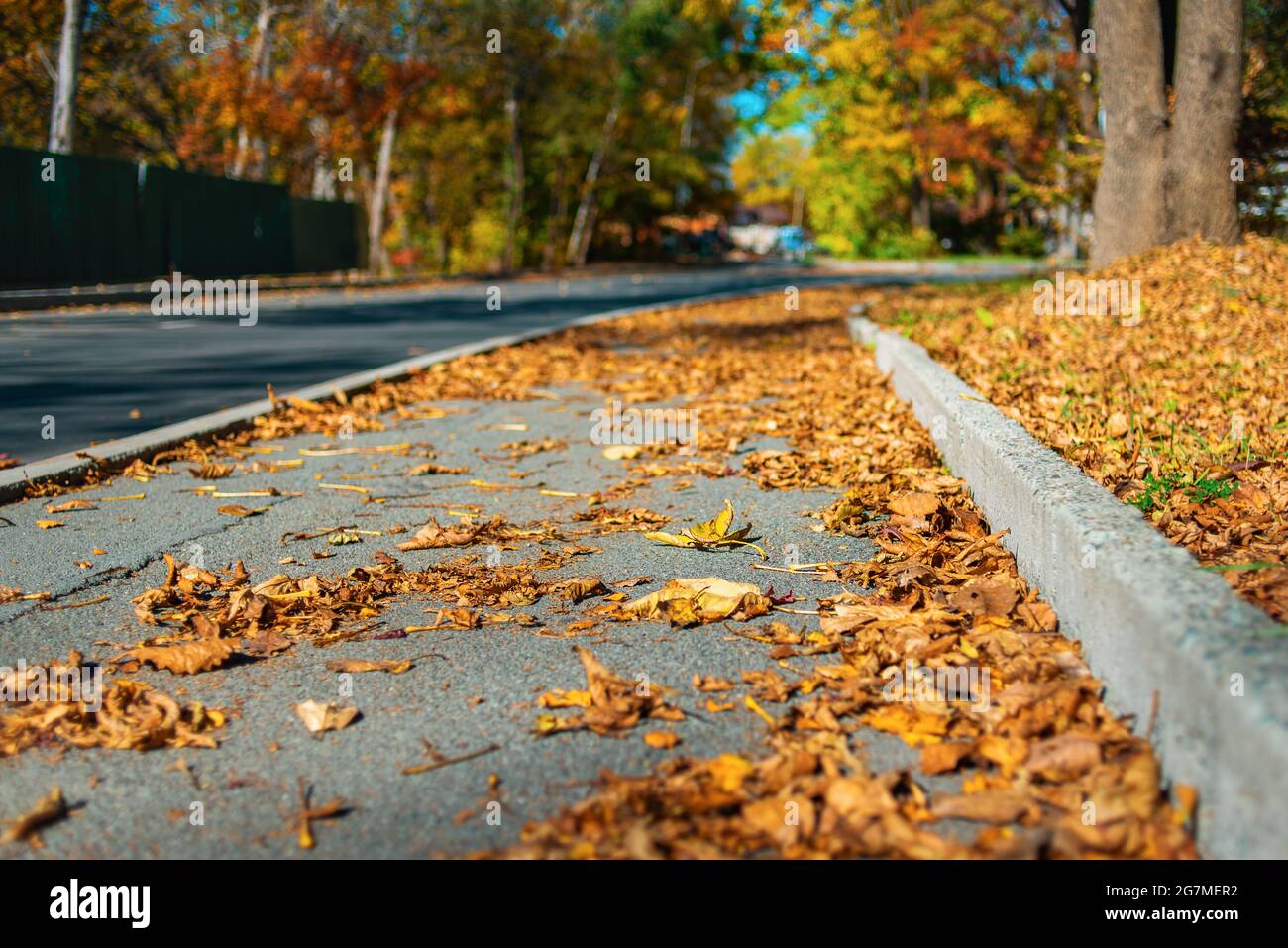Leaves on the road hi-res stock photography and images - Alamy