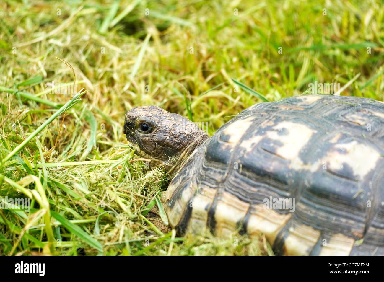 Testudinata hi-res stock photography and images - Alamy