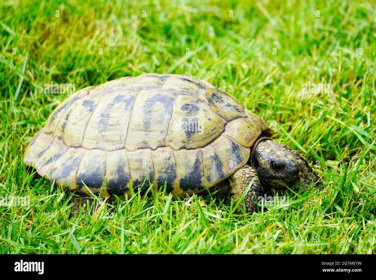 Testudinata hi-res stock photography and images - Alamy