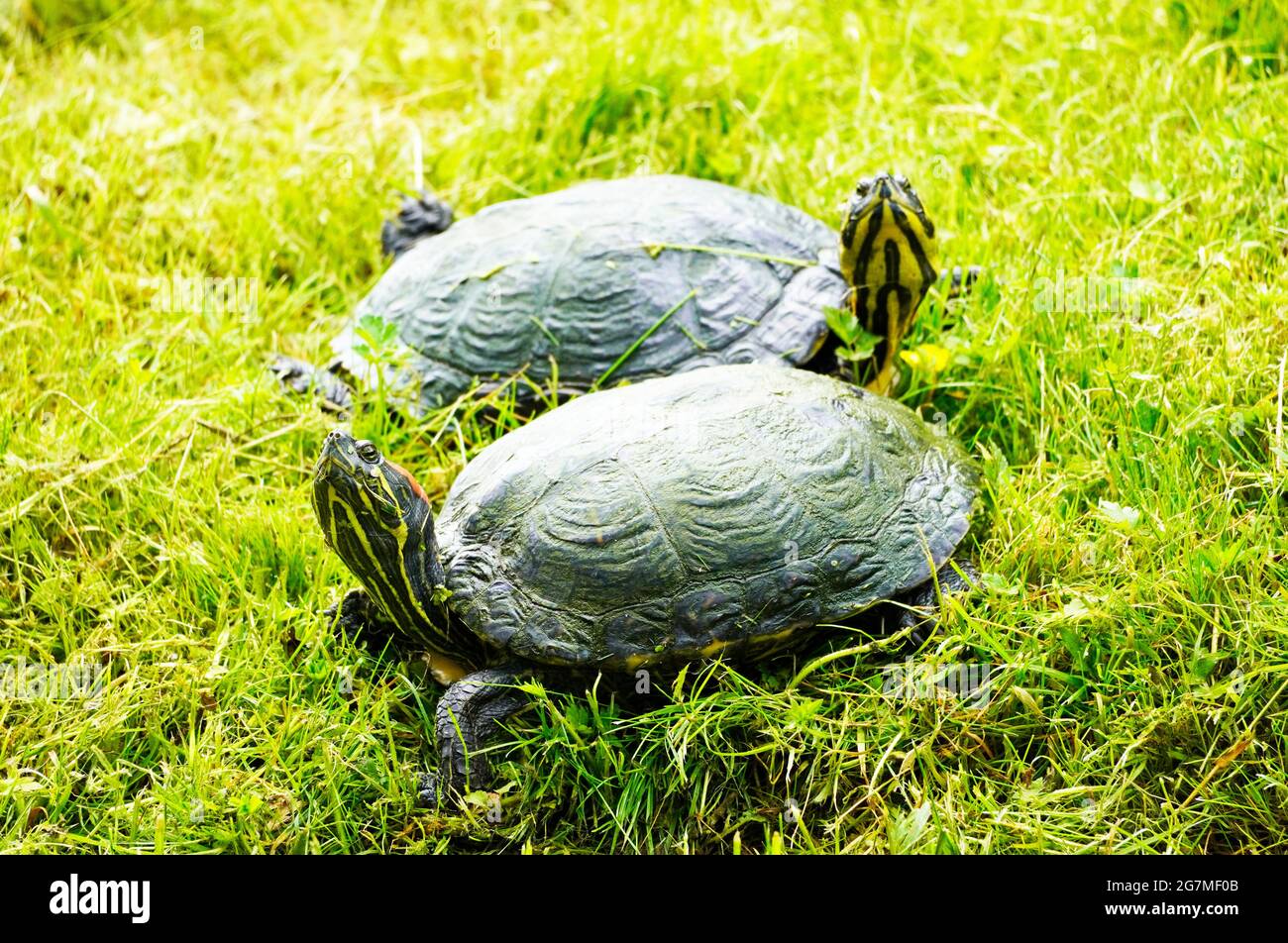Two turtles hi-res stock photography and images - Alamy