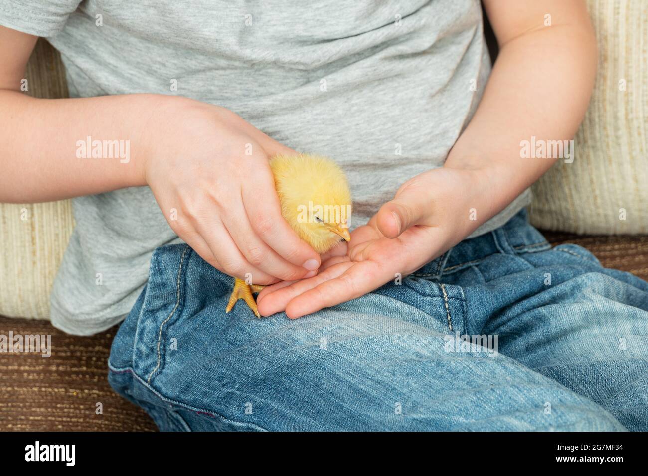chick in children hands, close-up Stock Photo - Alamy