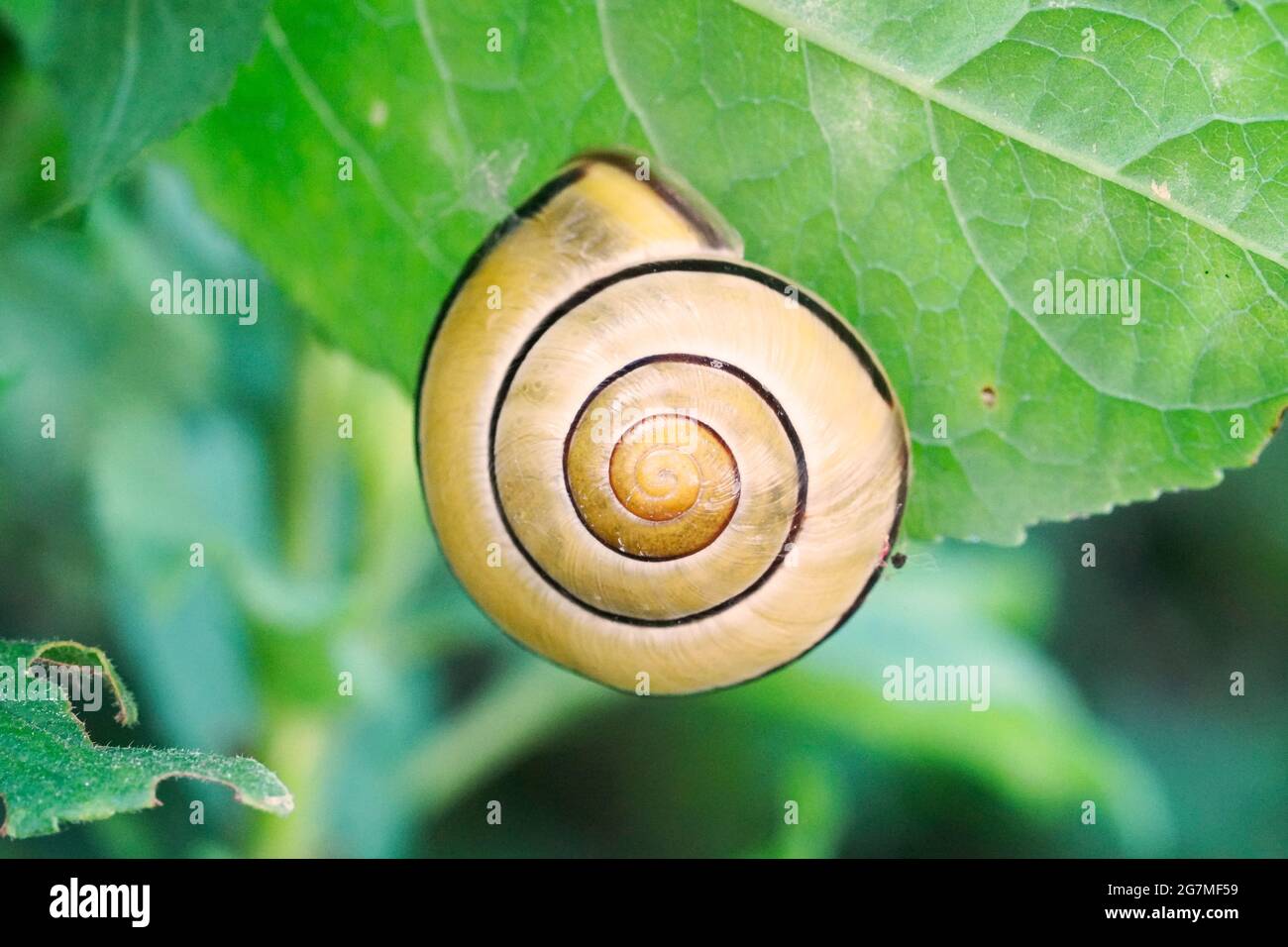 Close up garden snail shell hi-res stock photography and images - Alamy