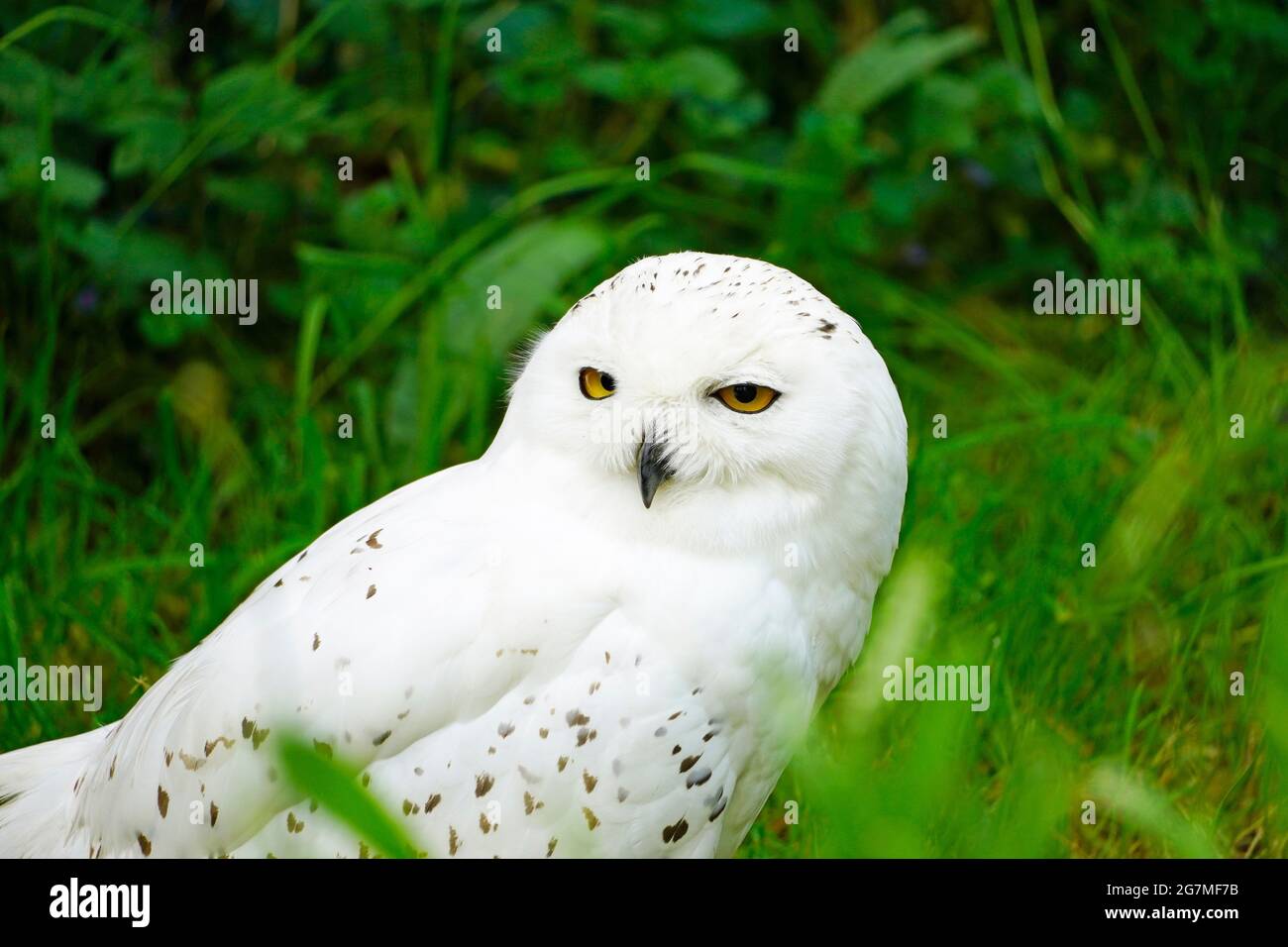Snowy Owl With Green Eyes