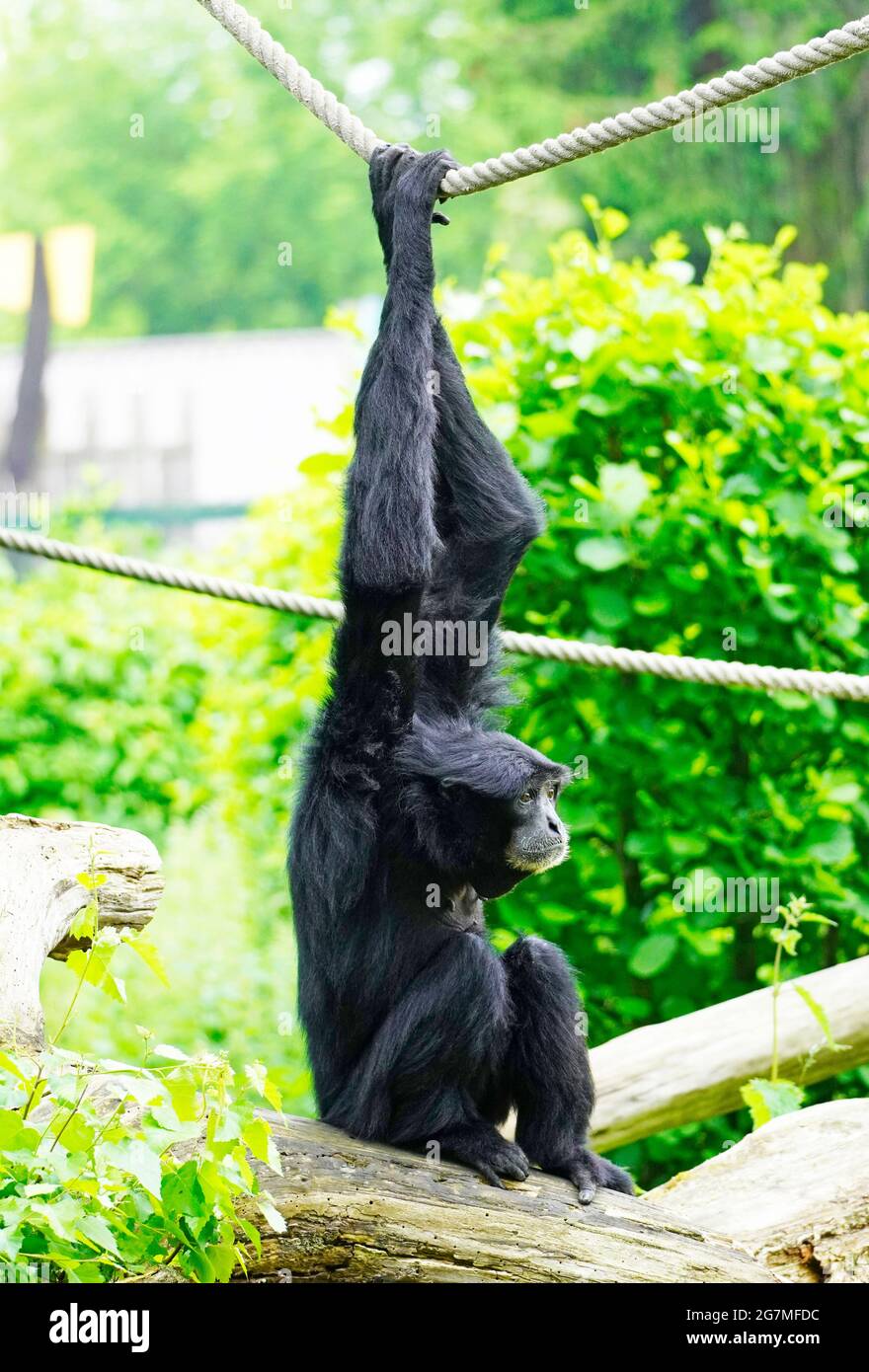 Siamang (Symphalangus syndactylus) hanging on a rope. Species of ...