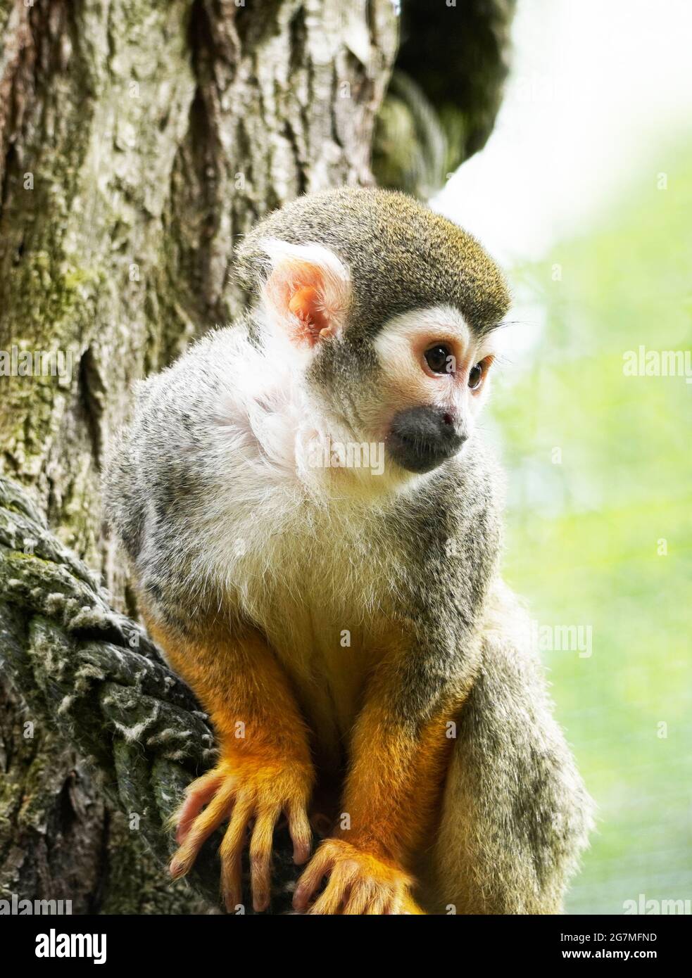 Squirrel monkey close up. Portrait of a primate with brown fur. Saimiri ...