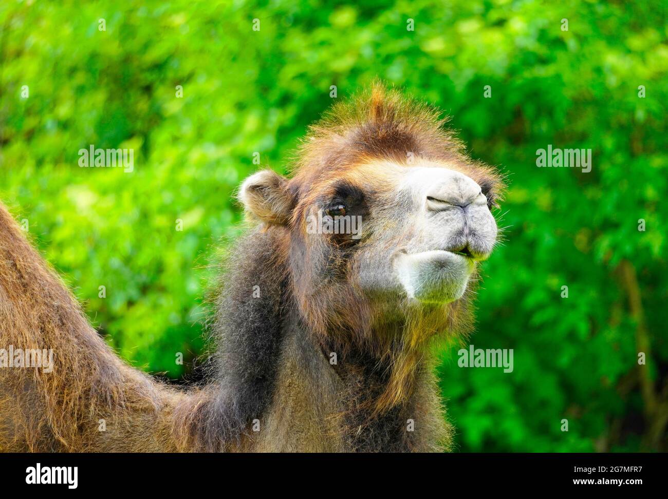 Portrait of a camel with a green background. Camelus bactrianus. Funny ...