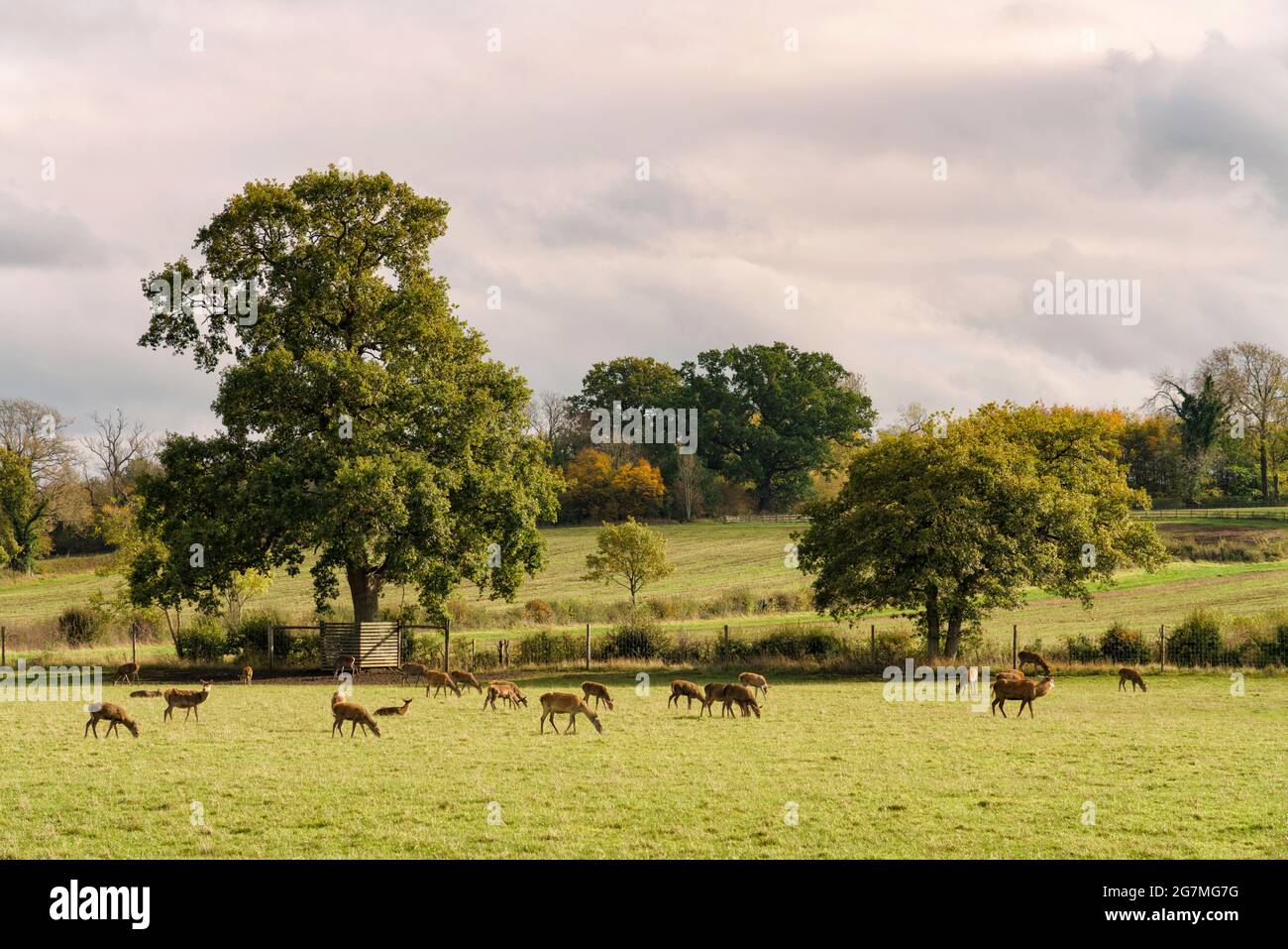 Commercial deer farm hi-res stock photography and images - Alamy