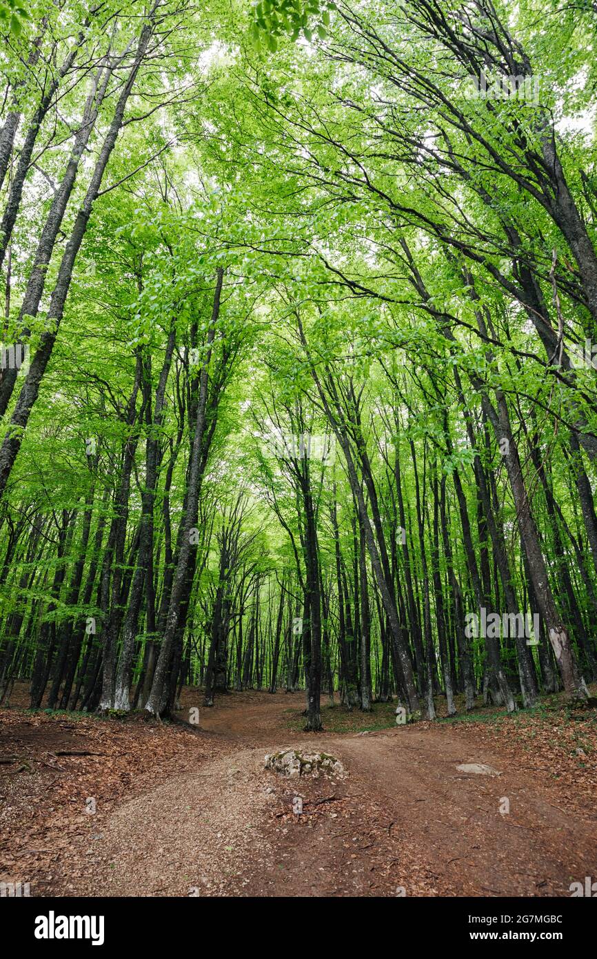 deciduous forest and road landscape travel Stock Photo - Alamy