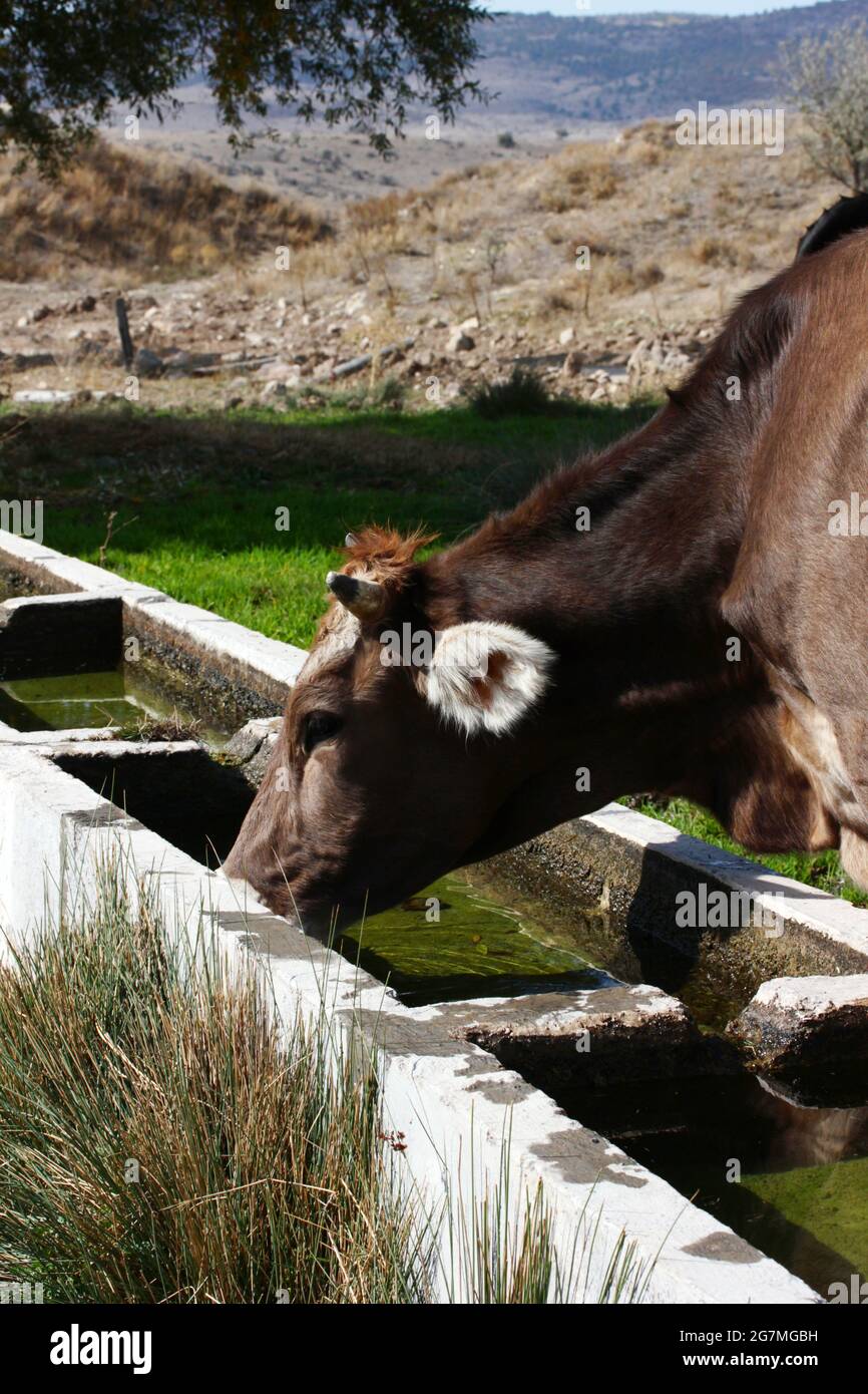 Cow drinking water. Rural scene. Farming Stock Photo - Alamy