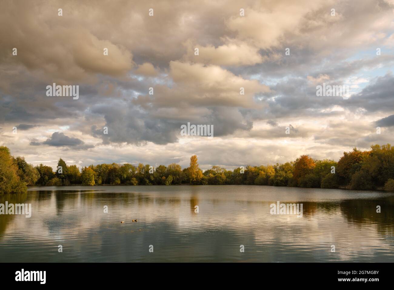 View across the lake at Neighbridge Country Park in the Cotswold Water ...