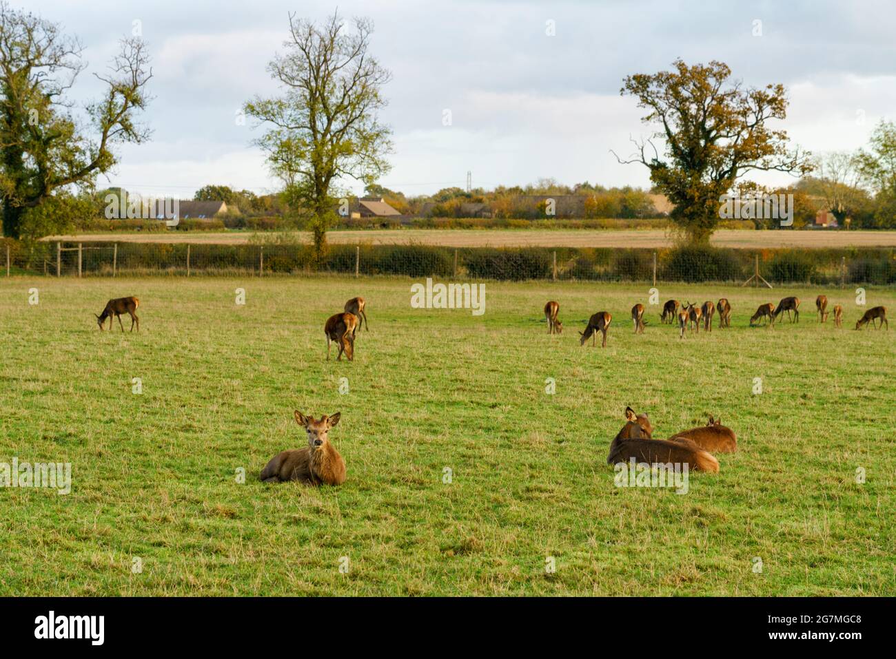 Commercial deer farm hi-res stock photography and images - Alamy