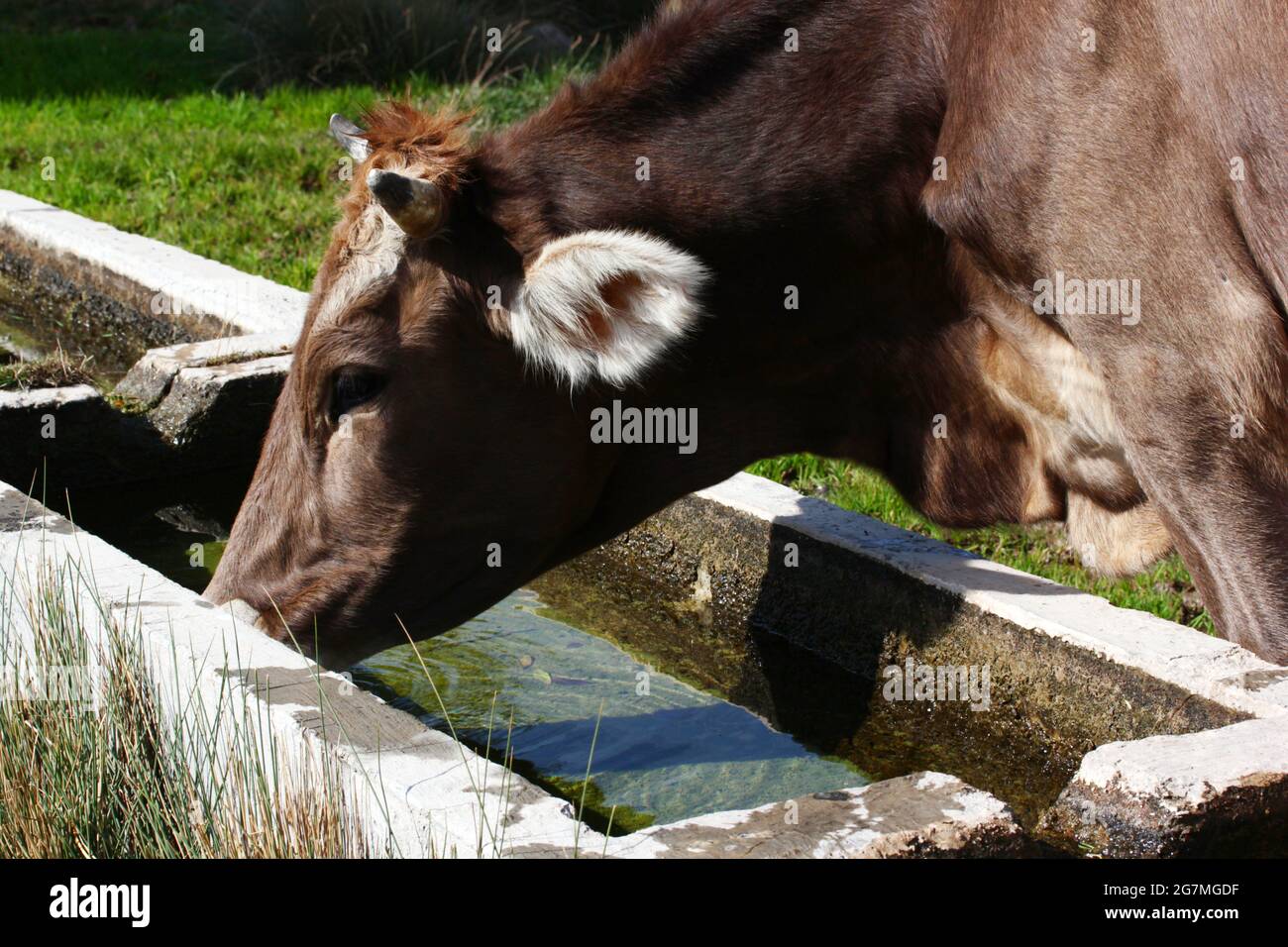 Cow drinking water. Rural scene. Farming Stock Photo - Alamy