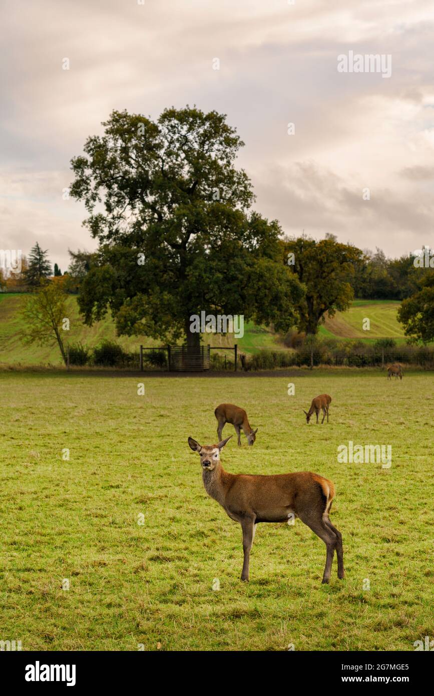 Deer on a commercial farm in Wiltshire Stock Photo - Alamy