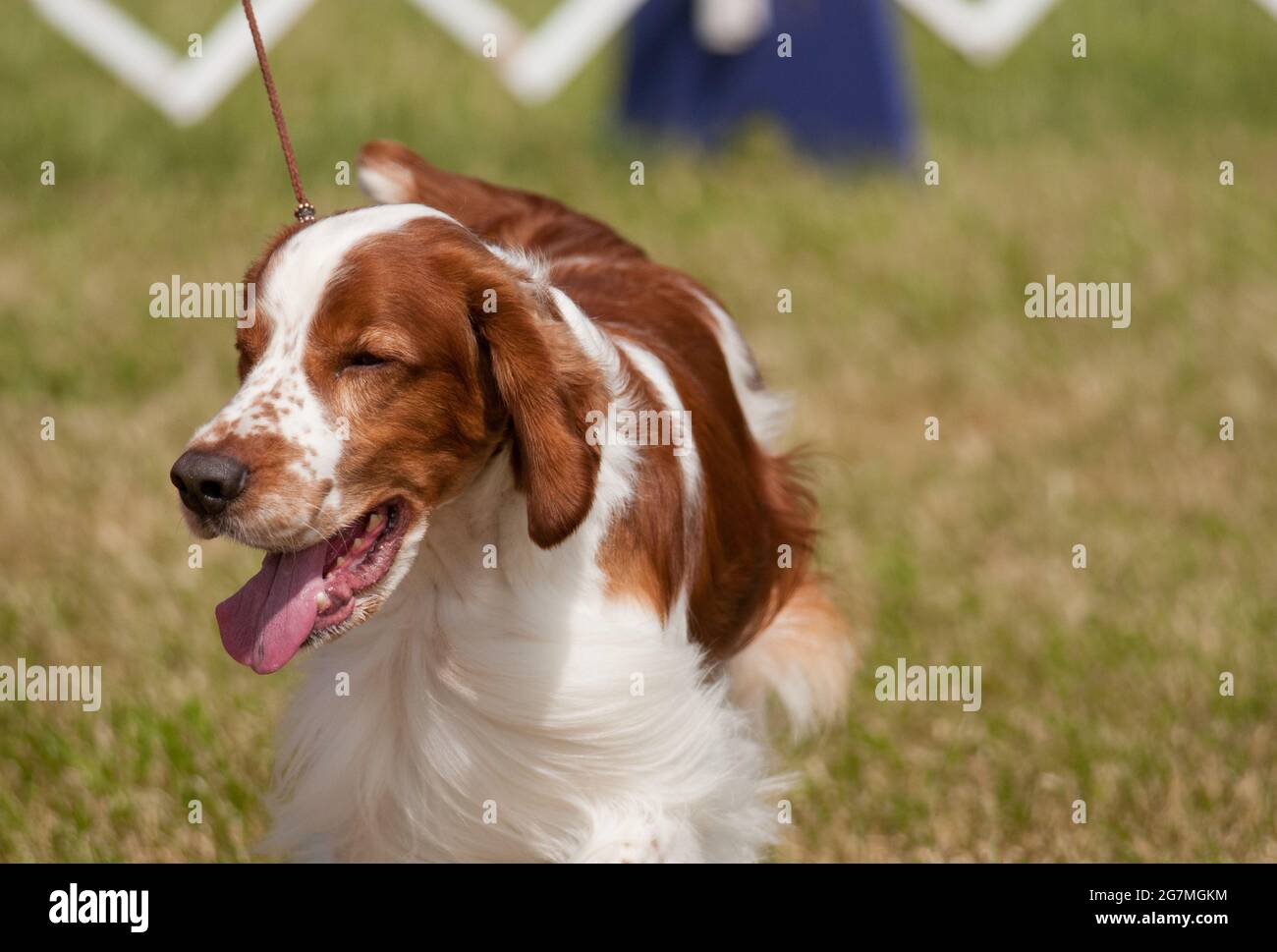 Welsh Springer Spaniel at dog show Stock Photo - Alamy