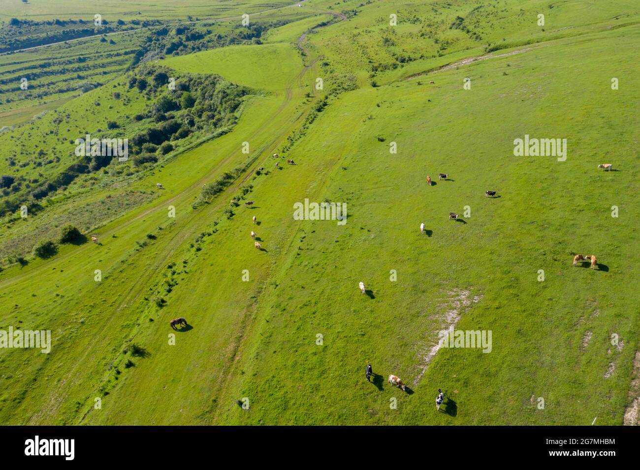 Flying drone cows hi-res stock photography and images - Alamy