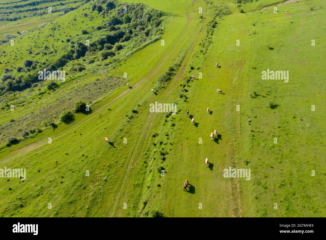 Aerial drone view of cows grazing in alpine meadow Stock Photo - Alamy