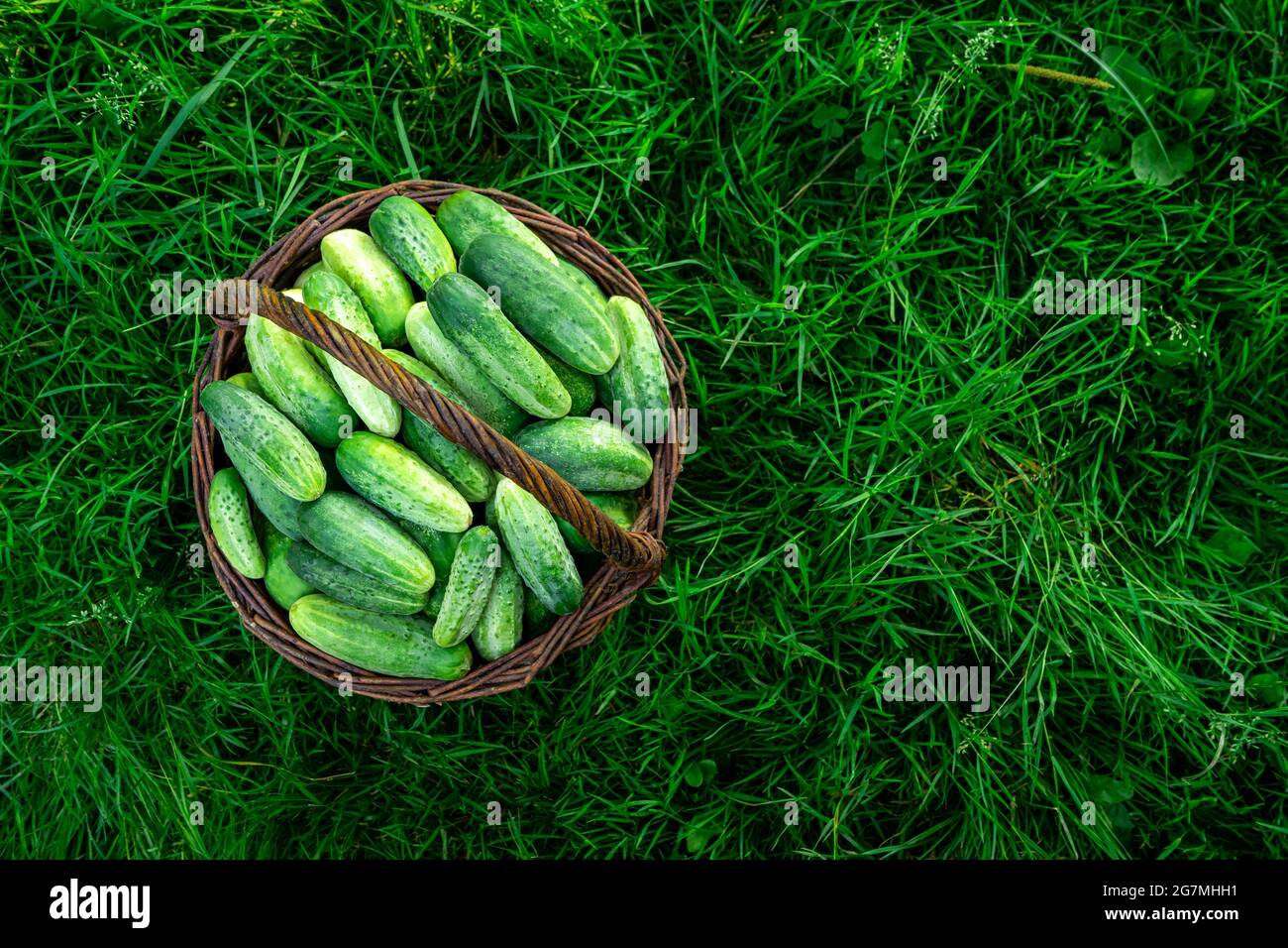 Ripe cucumbers in a wicker basket on green grass Stock Photo - Alamy