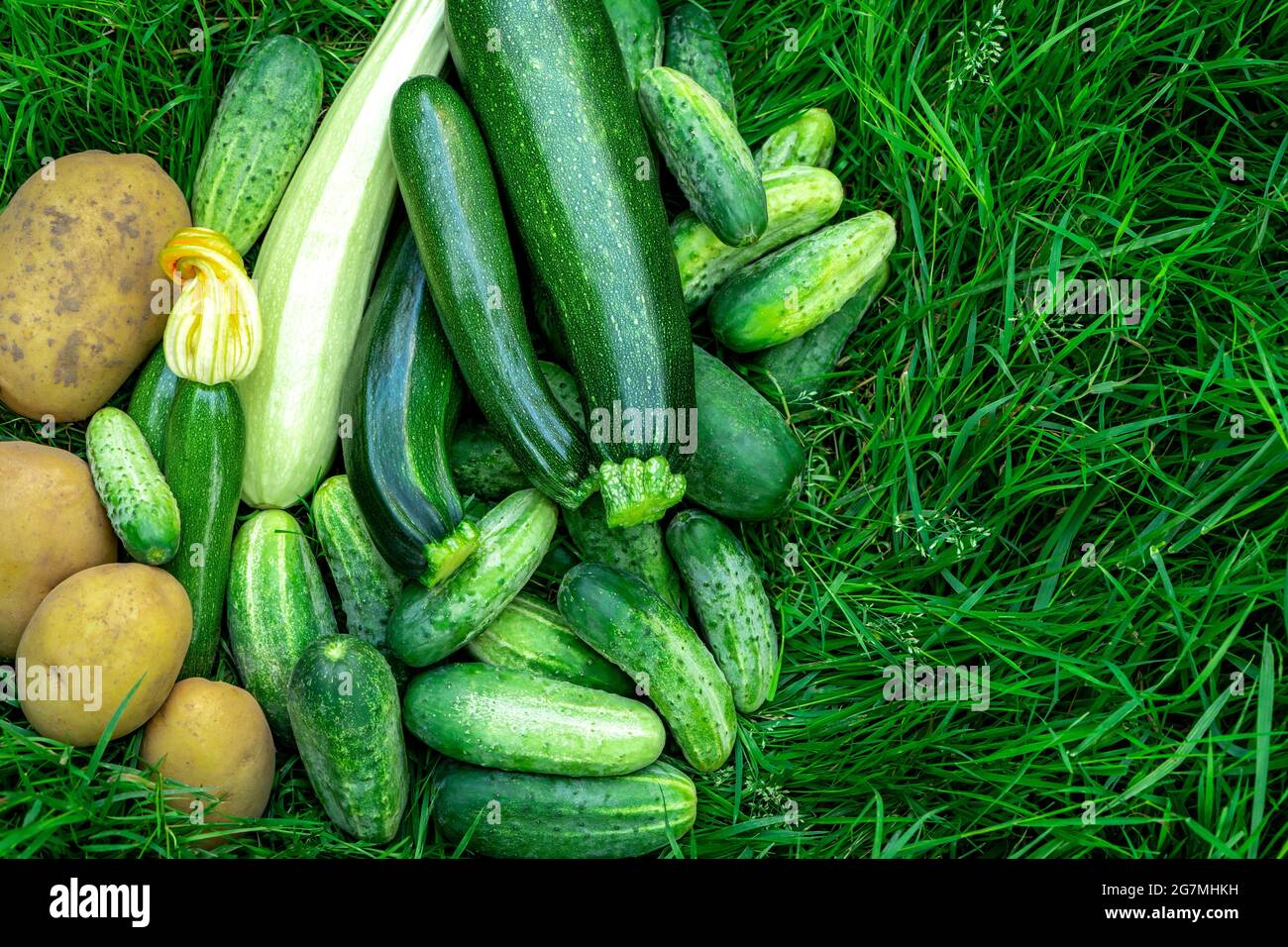Cucumber grass hi-res stock photography and images - Alamy