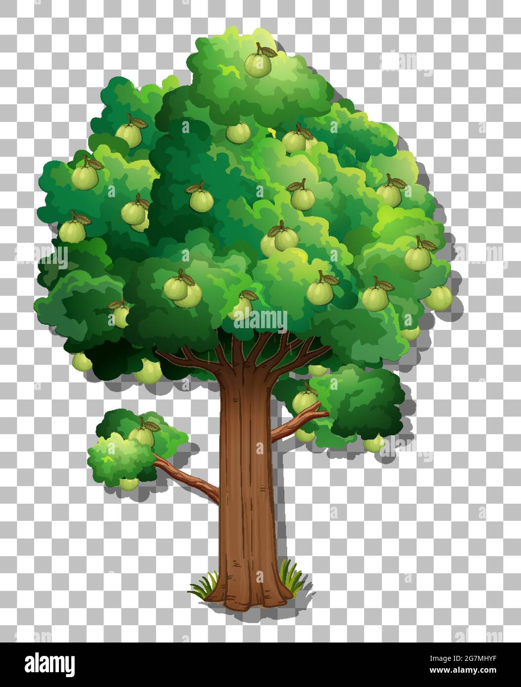 Guava tree on transparent background illustration Stock Vector Image ...