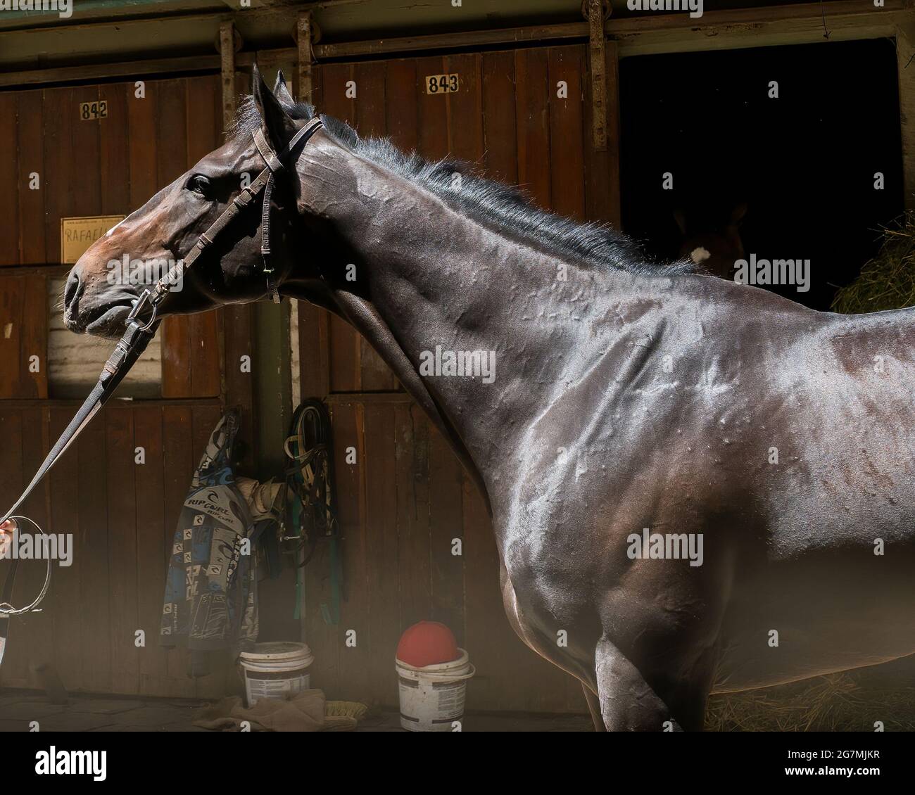 Beautiful brown horse inside a stable Stock Photo - Alamy