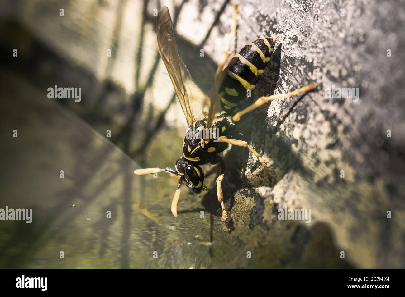 Wet wasp hi-res stock photography and images - Alamy