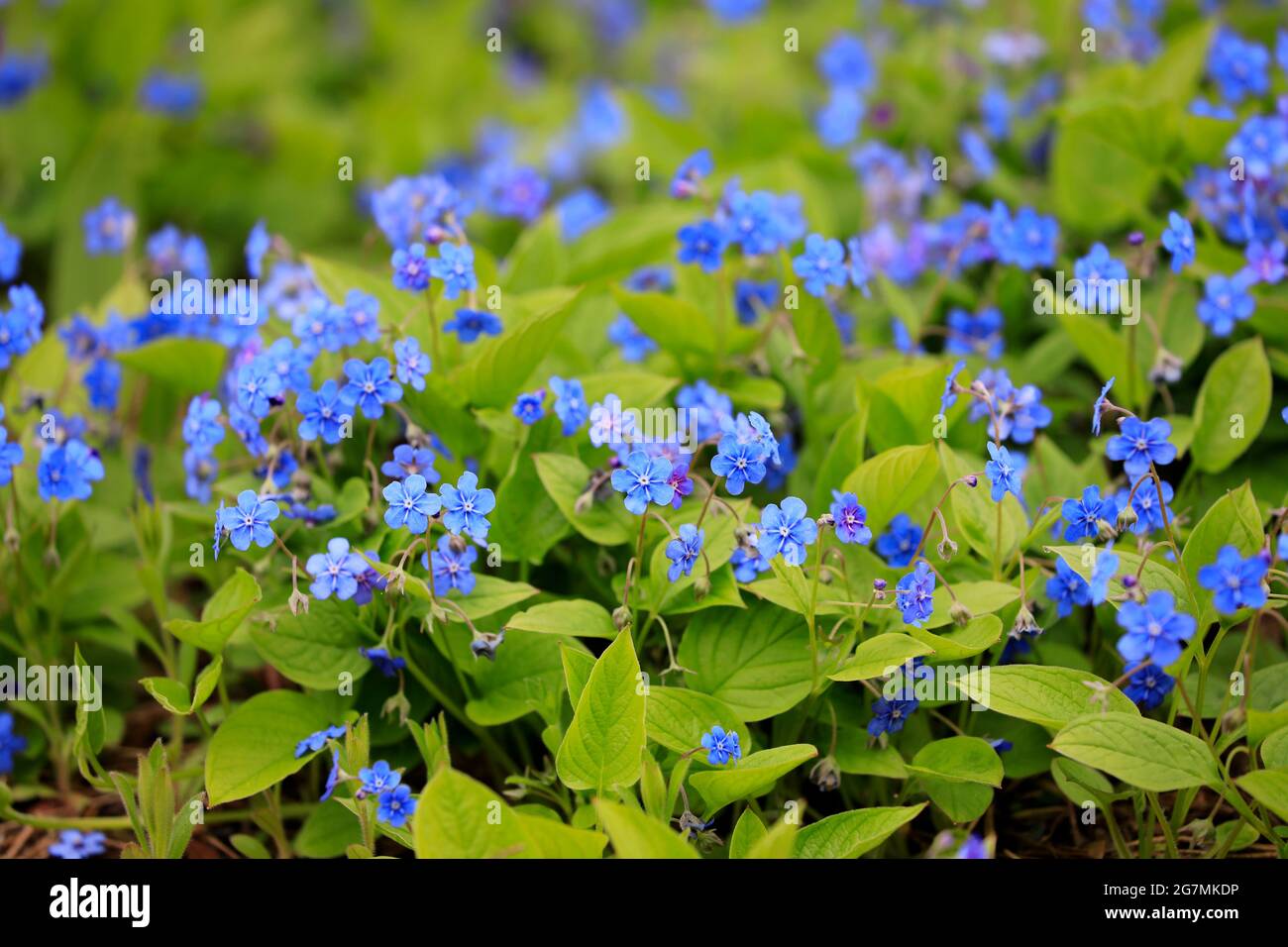 Blue flowers of Omphalodes verna, also known by common names Creeping ...