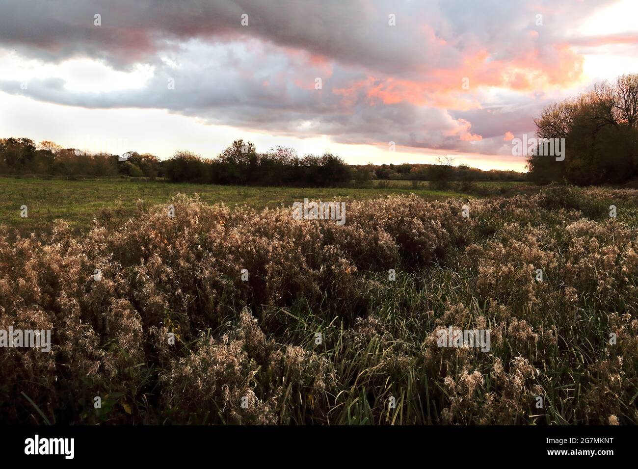 Eriophorum angustifolium, also known as common cottongrass or bog ...
