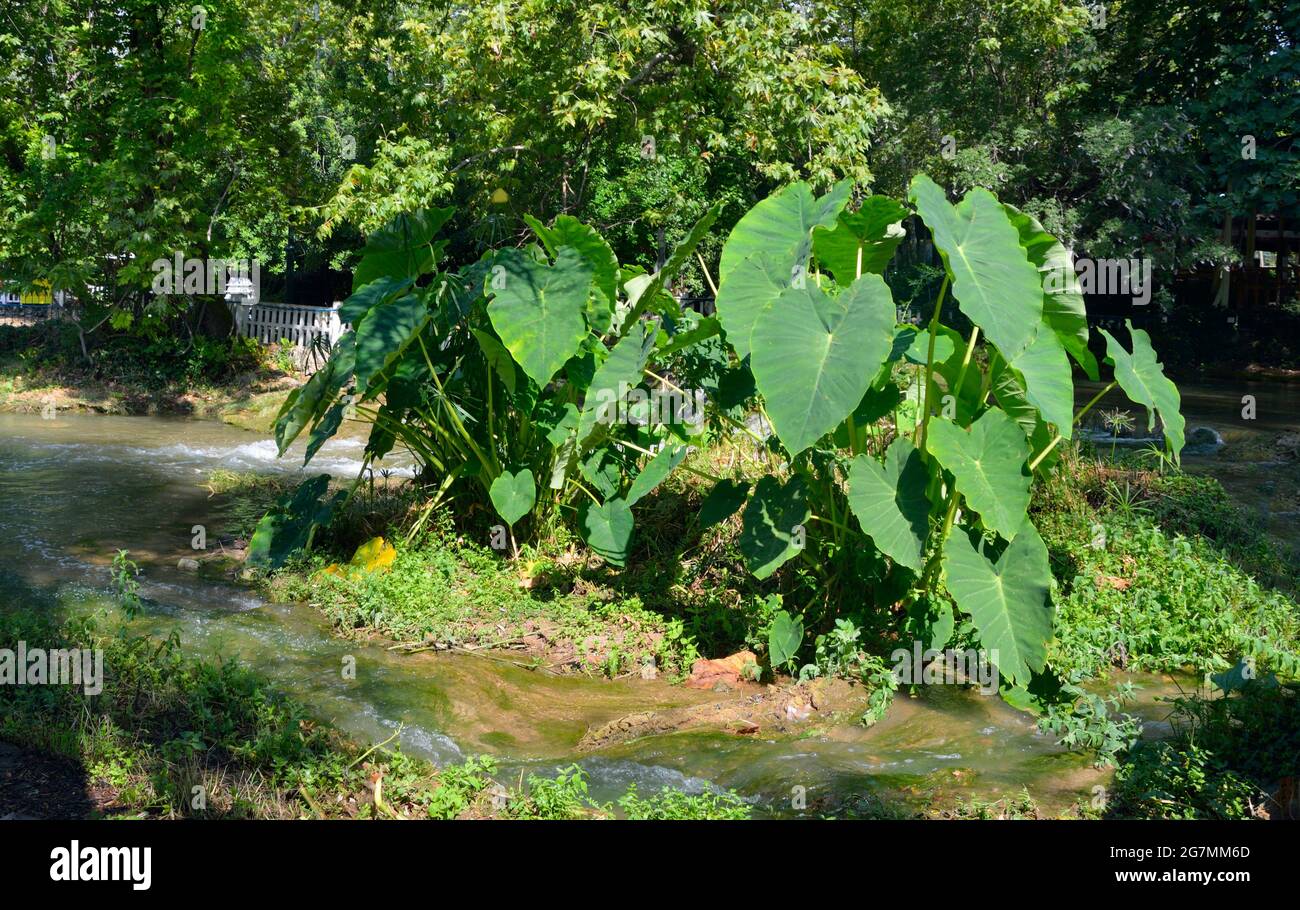 Taro kalo plant hi-res stock photography and images - Alamy