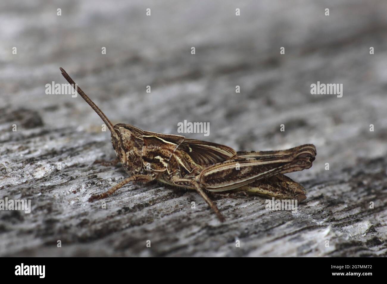 Grasshopper uk hi-res stock photography and images - Alamy